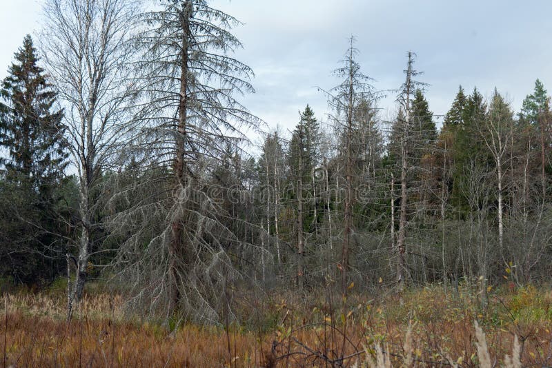 Dried Trees in the Forest with Marshland Stock Photo - Image of spooky ...