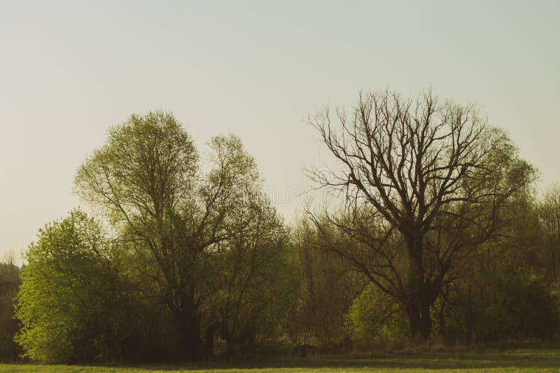 Dried Trees in the Forest Nature Background Stock Photo - Image of ...