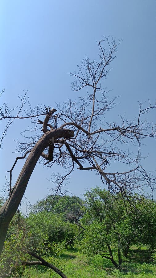 Dried Trees in the Summer Days Stock Image - Image of dried, please ...