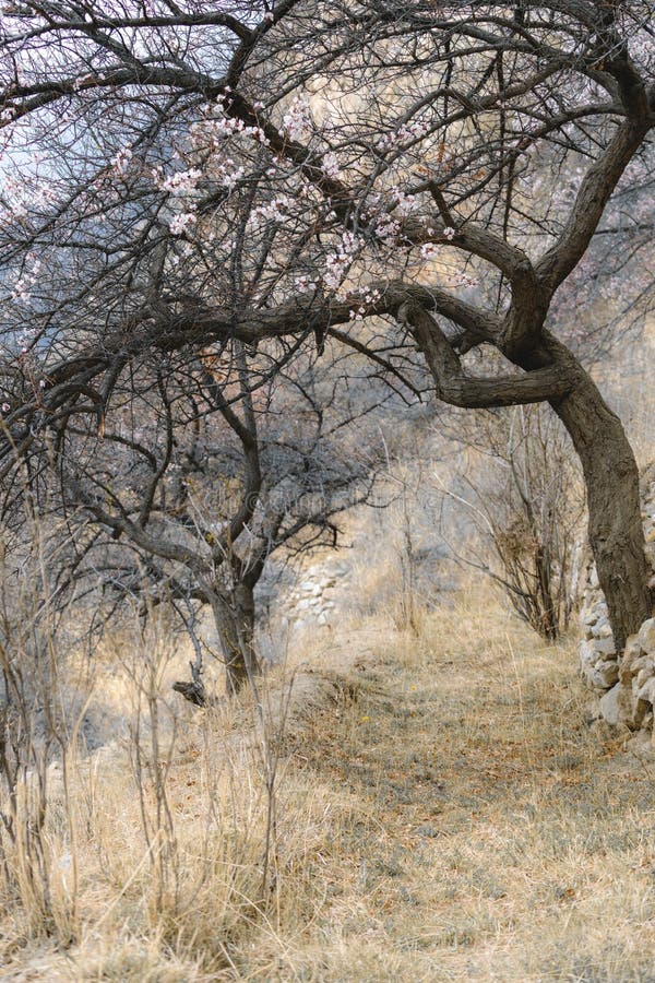 Dried Trees and Grass in the Forest Stock Image - Image of grass ...