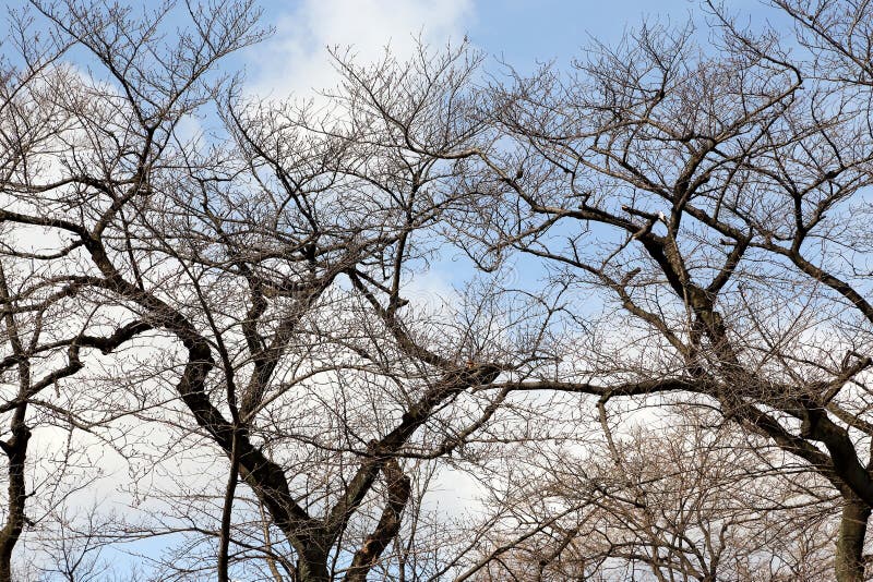 Dried Trees stock image. Image of design, ecology, agriculture - 111755163