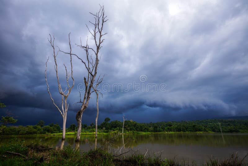Dried Trees in Swamp in about Raining. Stock Photo - Image of swamp ...