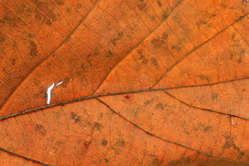 Dried Tropical Leaves. Abstracts Background. Stock Image - Image of ...