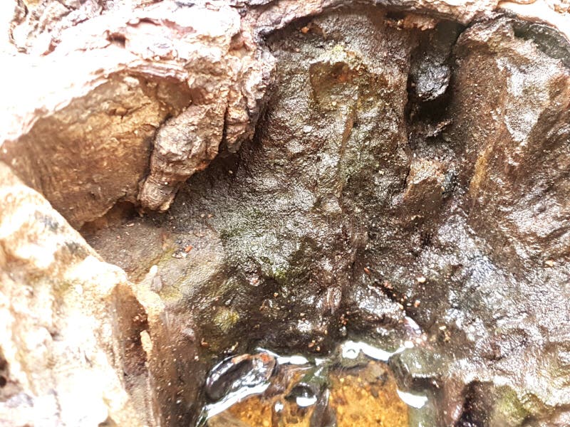 A Dried tree trunk stock photo. Image of water, trunk - 123724916