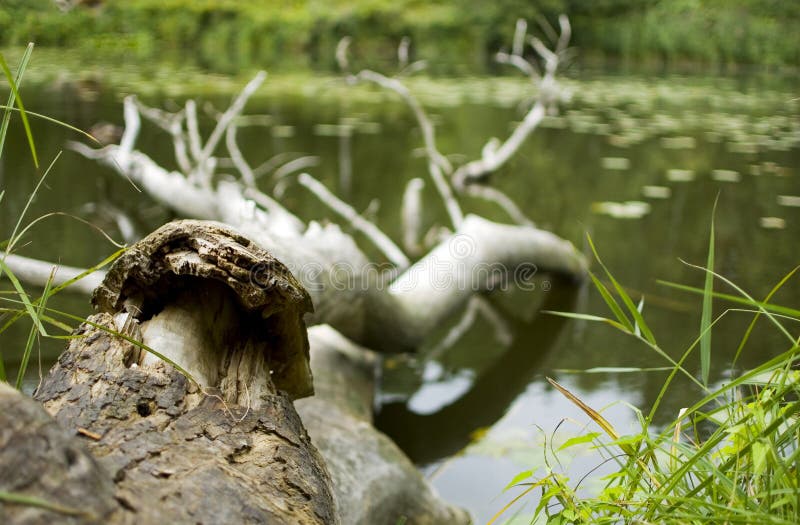 Dried Trunk of Tree Lying in Water. Stock Image - Image of destroy ...