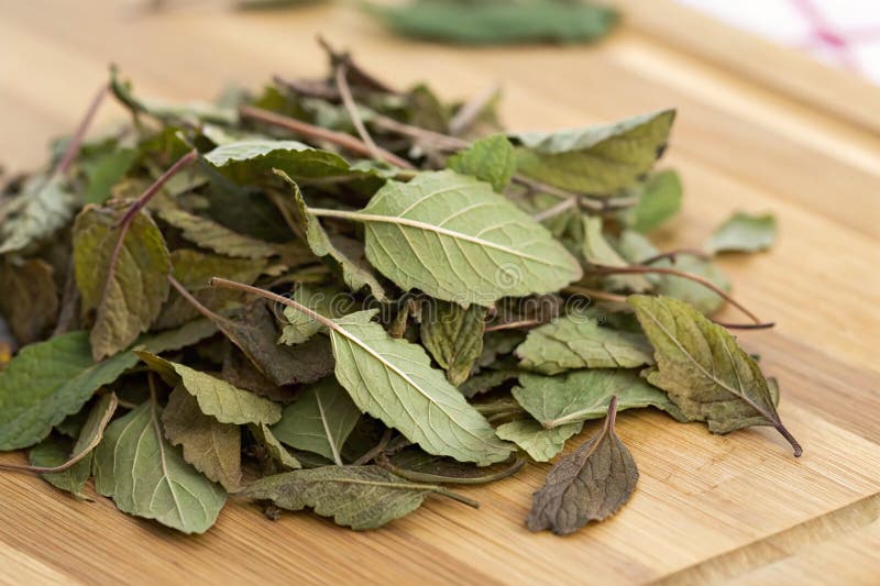 Dried Tulsi Leaves Scattered Loosely Stock Illustration - Illustration ...