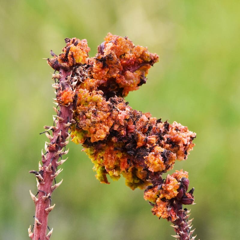 Dried aloe vera plant stock photo. Image of growth, botanical - 190148992