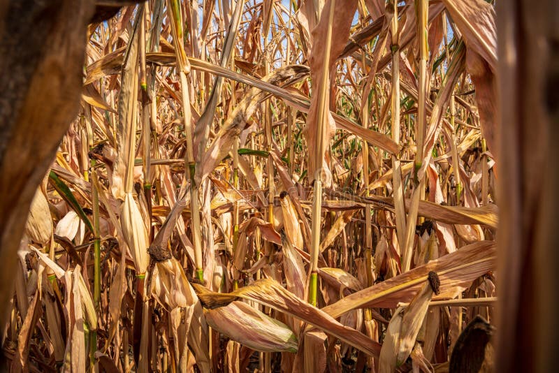 A dried up cornfield stock photo. Image of drought, dried - 170076980