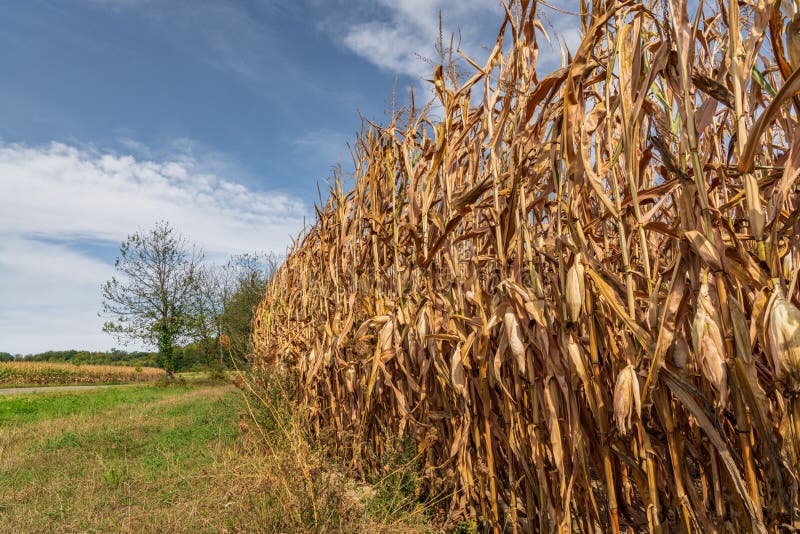 A dried up cornfield stock image. Image of harvest, fruit - 212725175