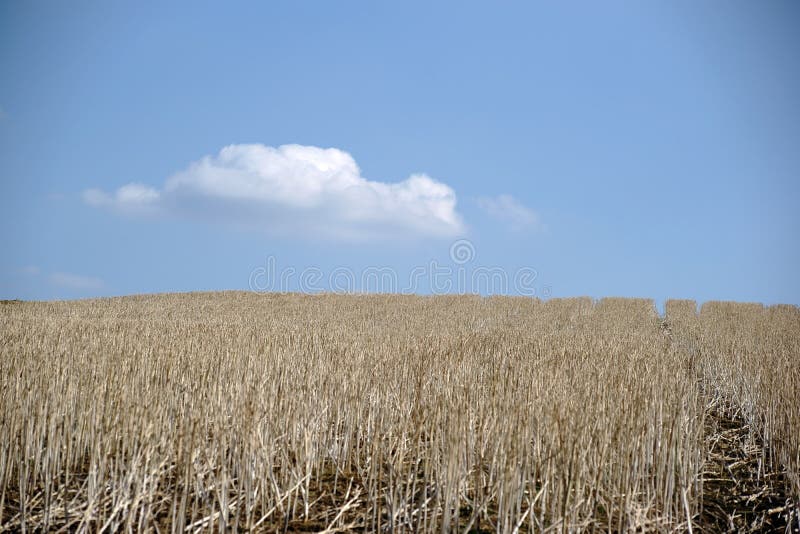 Dried up Cornfield stock image. Image of capped, landscape - 58725859