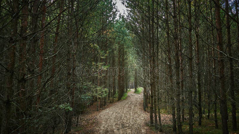 Dried Up Dense Coniferous Forest with a Sandy Path Stock Photo - Image ...