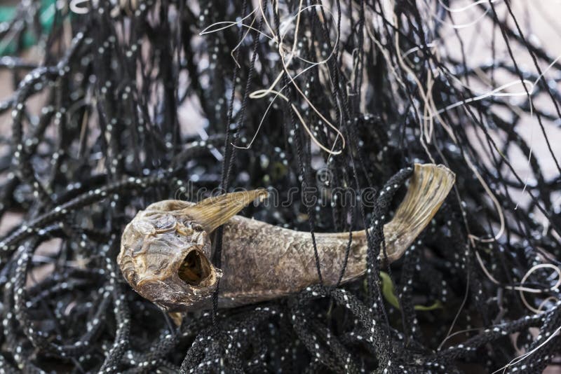 Dried Up Fish in a Fishing Net Stock Image - Image of fauna, sealife ...