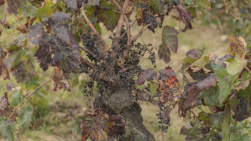 Dried Up Grapes Left after Mechanical Harvesting Stock Photo - Image of ...