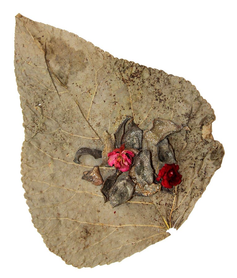 Dried Up Leaves of Poplar with Geranium and Crassula Stock Photo ...