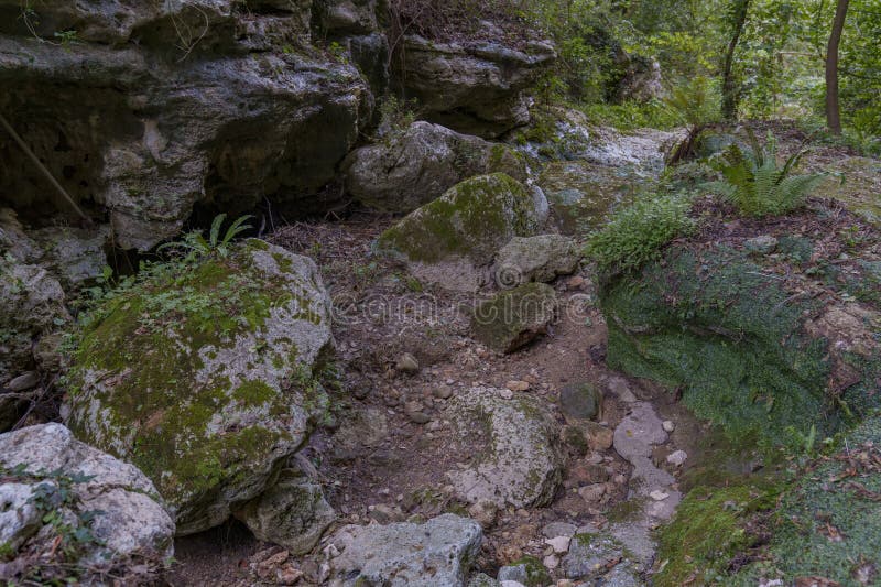 A Dry Mountain Riverbed with Surrounding Vegetation Stock Photo - Image ...