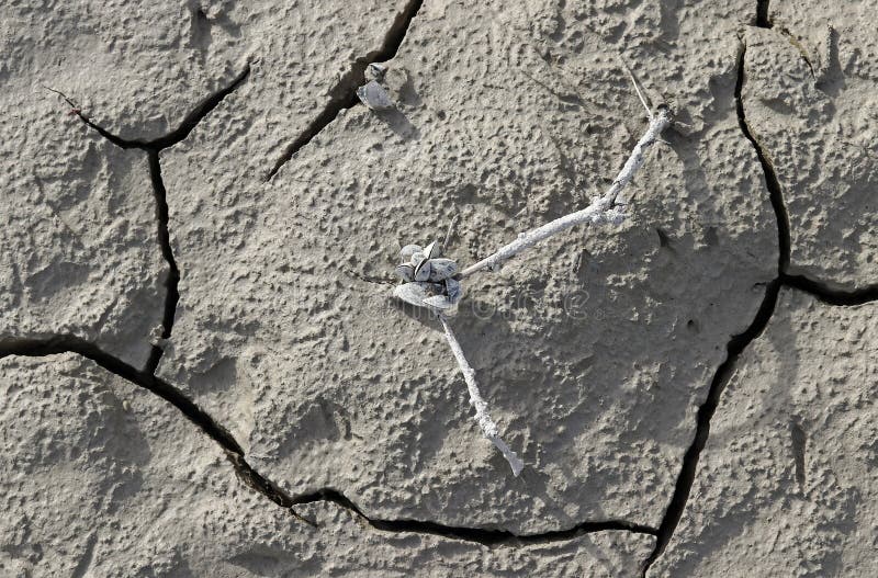 Dried Up Mussels on a Branch in a Dried Up Lake Stock Photo - Image of ...