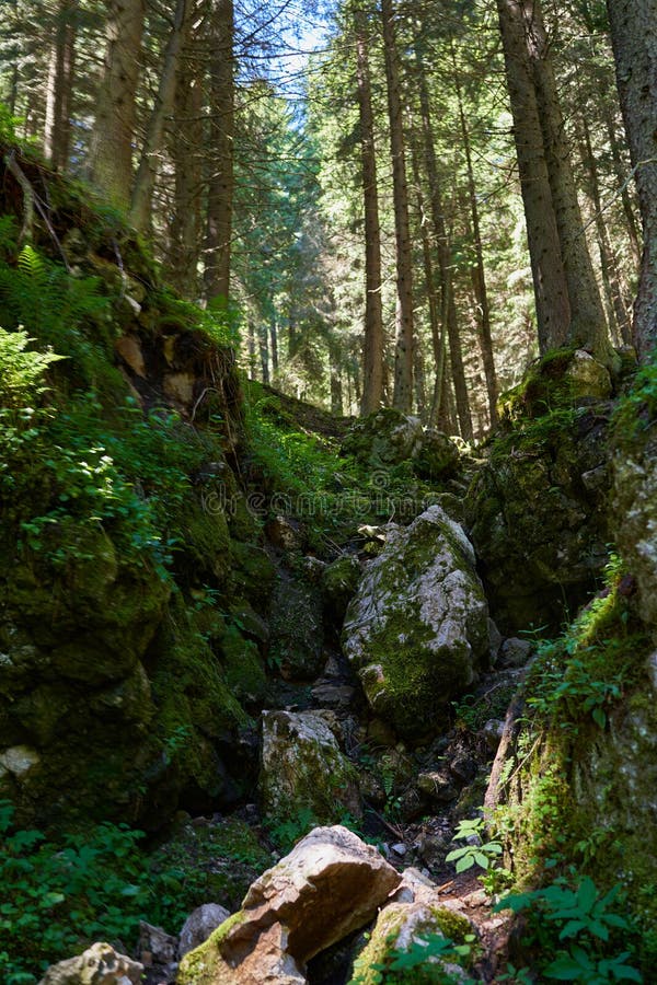 Dried up river bed stock photo. Image of rocky, flow - 326118608