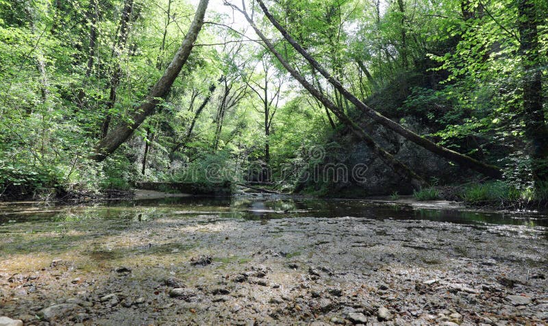 Dried Up River in the Forest Due To Climate Change Stock Image - Image ...