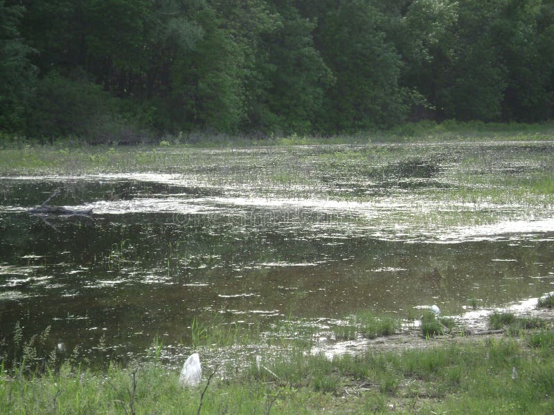 Swamp on the Edge of the Forest Stock Image - Image of lake, meadow ...