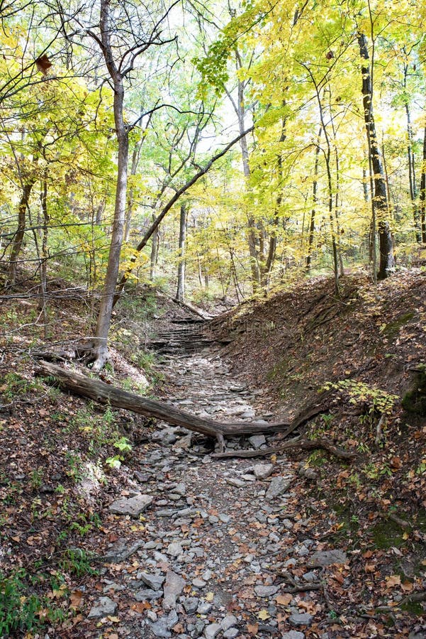 Dried Up Riverbed in Deciduous Woods in Fall Stock Image - Image of ...