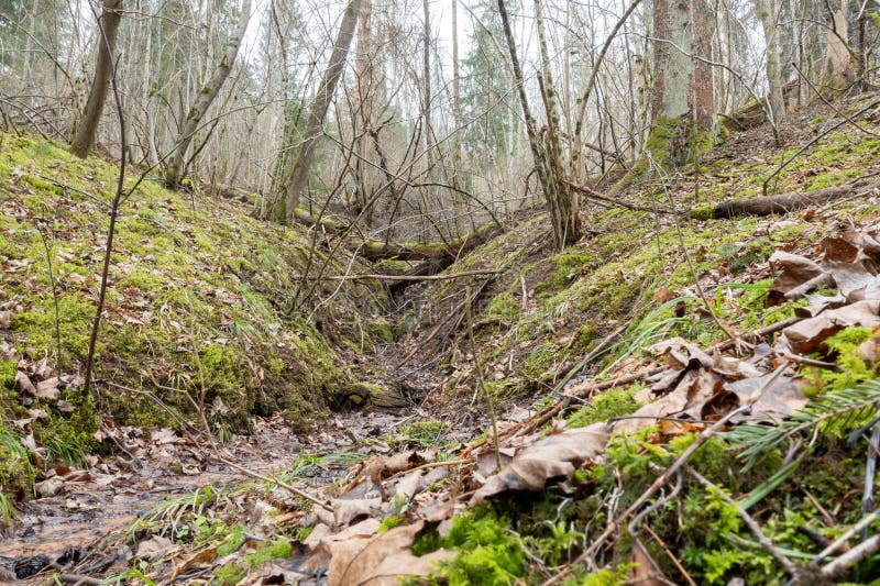 A Dried-up Riverbed in the Forest with Fallen Trees Stock Photo - Image ...