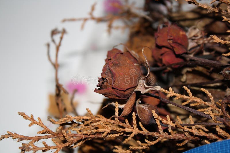 Dried up rose flower stock image. Image of rose, flower - 100505827
