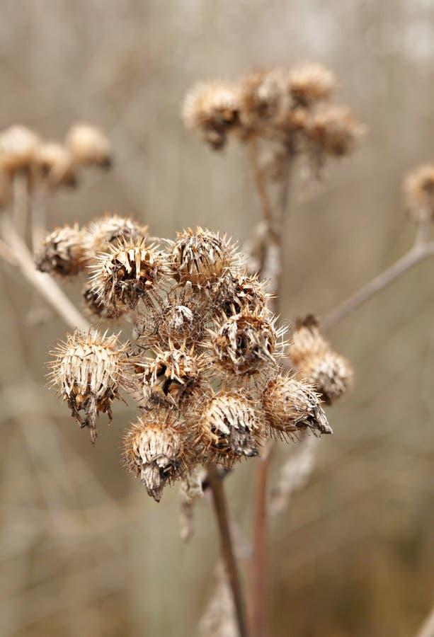 A Brown, Mature Devils Weed or Jimsonweed Seed Pod Bursting with ...