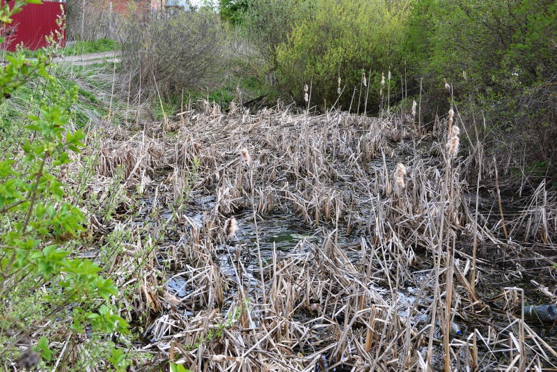 A dried-up swamp stock photo. Image of nature, village - 71631754