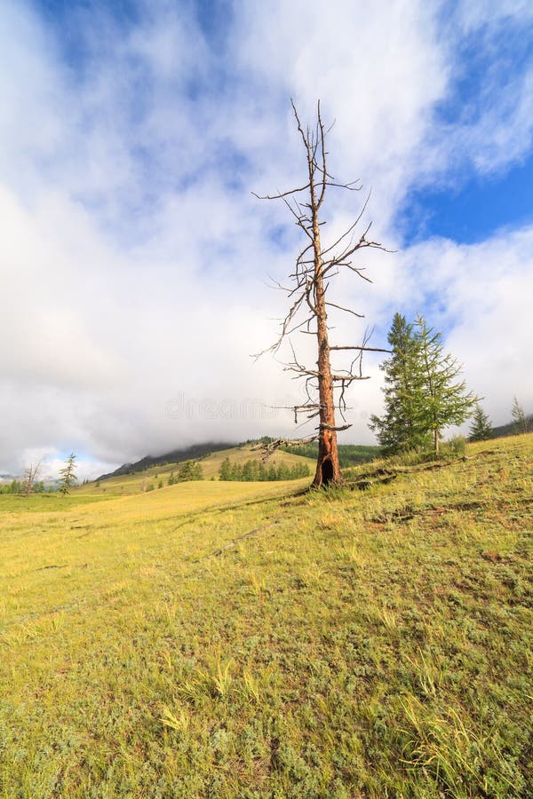 Dried Up Tree in Foothills in Solar Weather. Stock Photo - Image of ...