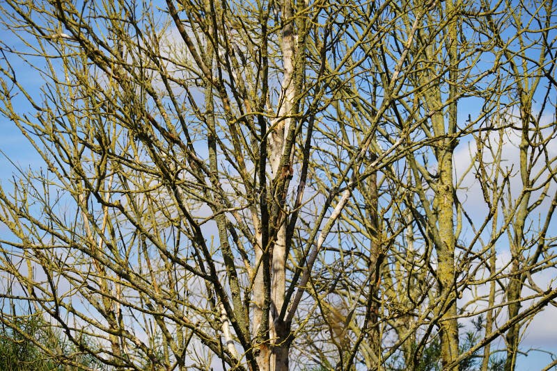 Dried up tree in a forest stock photo. Image of drinking - 248616532