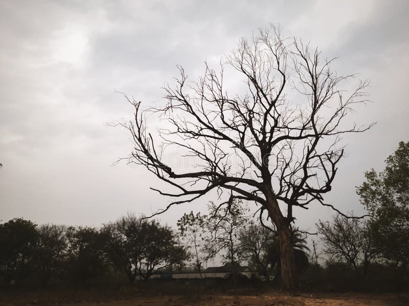 A Dried Up Tree, Having No Leaves, Some More Trees Around, Cloudy Sky ...