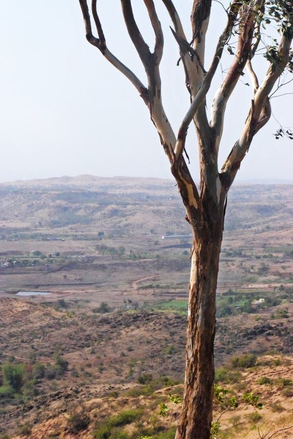 A Dried Up Tree in the Mountains Stock Photo - Image of rock, wadi ...