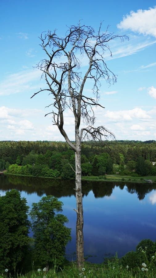 Dried up tree stock photo. Image of tree, green, naked - 72076810