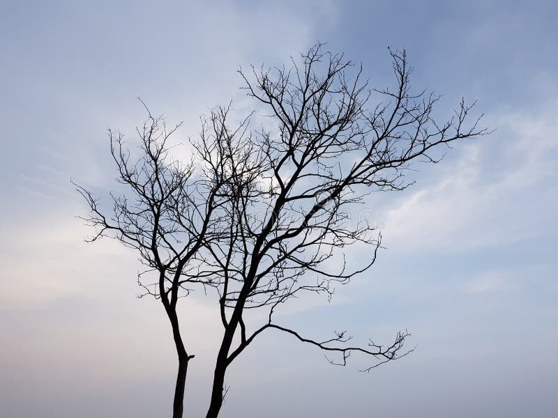 Dried Up Tree Standing by Itw Own Stock Photo - Image of clouds, tree ...