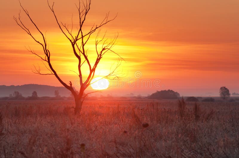 Dried-up tree at Sunrise stock image. Image of landscape - 46344729