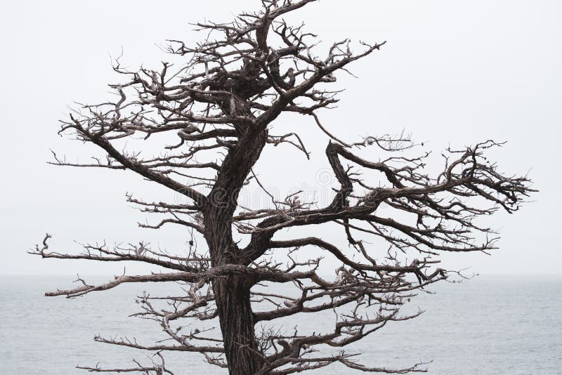 Tree stock photo. Image of nature, leafless, tree, dried - 204859908