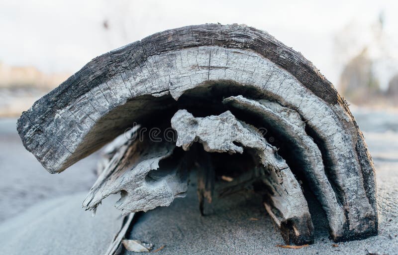 Dried-up tree stock image. Image of drops, pollen, larch - 53988849