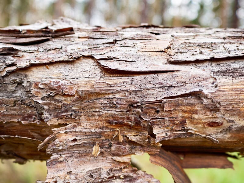 The dried up trunk of pine stock image. Image of travel - 187657437