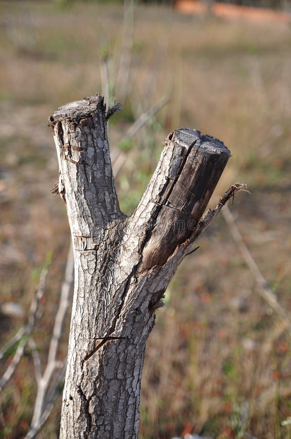 Dried victory tree stock photo. Image of field, pain - 77375196