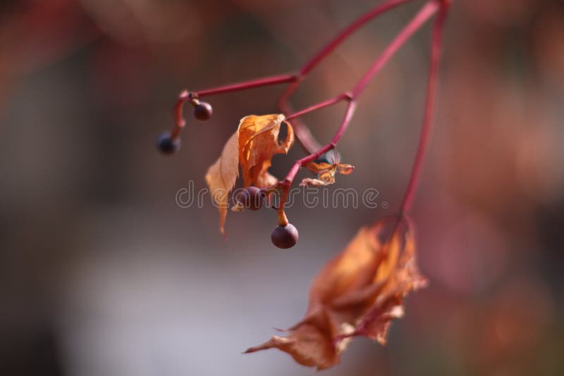 Dried Vine with Grapes Hanging Down. Stock Photo - Image of grill, vine ...