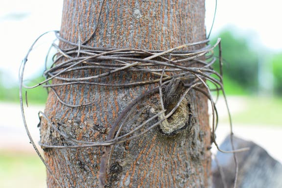 Old Vines Wrapped Around Tree Stock Photos - Free & Royalty-Free Stock ...