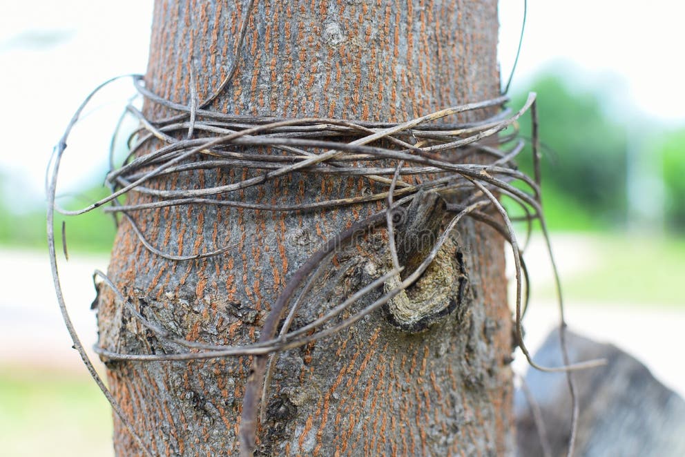 Dried Vine that is Wrapped Around Tree. Stock Photo - Image of bark ...