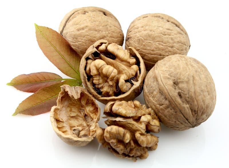 Dried walnut stock photo. Image of seasonal, snack, seed - 20215026
