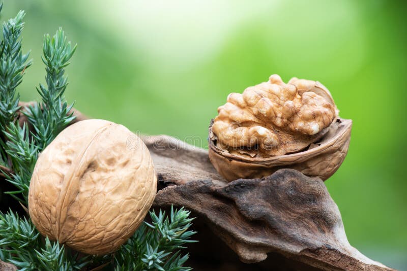 Dried Walnut Fruits on Nature Background Stock Image - Image of healthy ...