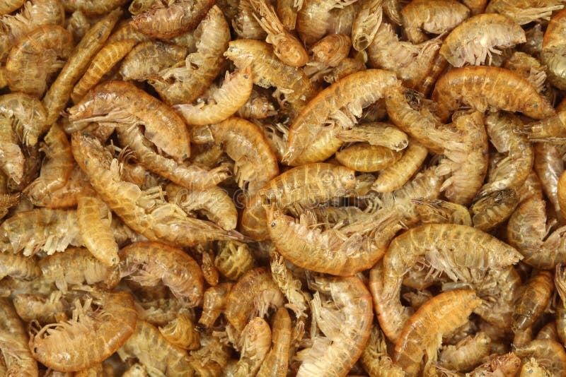 Dried Crustaceans As Food for Birds Stock Image - Image of fish, worm ...