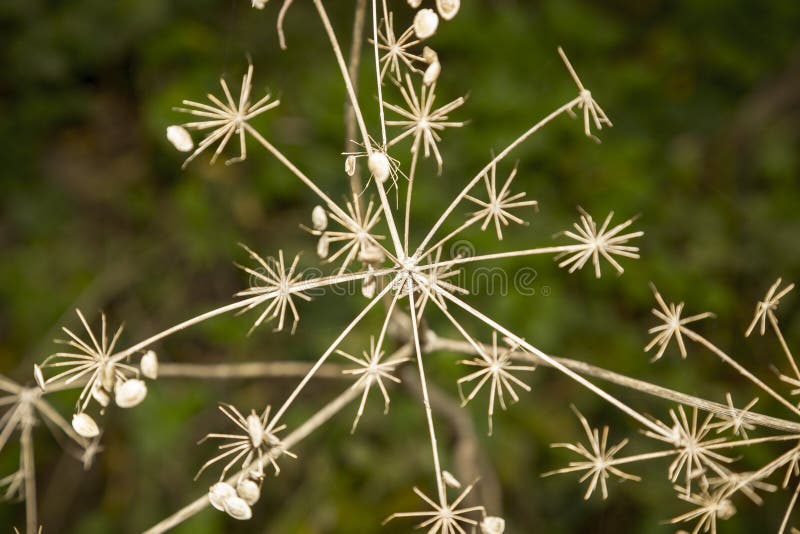 Dried weed plant in autumn stock photo. Image of nature - 47006356