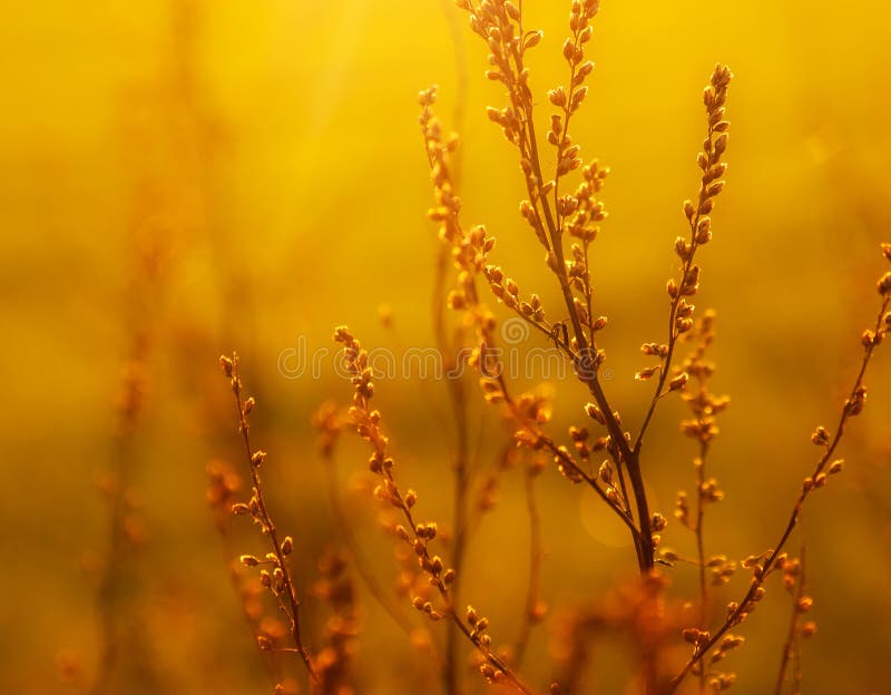 Dried weed in the sunlight stock photo. Image of minimalism - 27552294