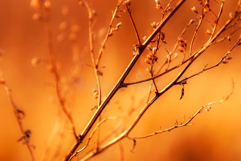 Dried weed in the sunlight stock photo. Image of plant - 27804398