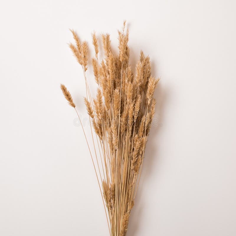 Dried wheat branches stock photo. Image of autumn, golden - 98355192