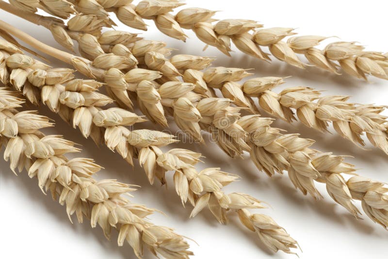 Dried wheat close up stock photo. Image of grain, healthy - 43054028